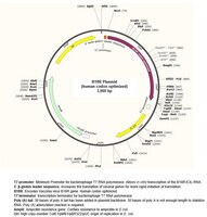 B18R Plasmid (human codon optimized) | SCR728